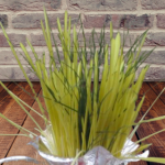 Jamara is a mix of Seeds & Grains for dashain - KTM STORES LTD