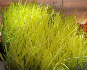 Jamara is a mix of Seeds & Grains for dashain - KTM STORES LTD